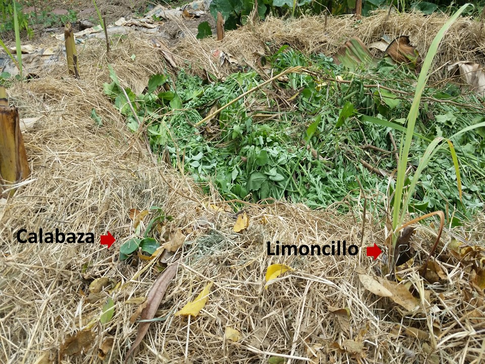 Granja Ecológica en Linea | CÍRCULO DE BANANO O PLÁTANO-ALTERNATIVA ...